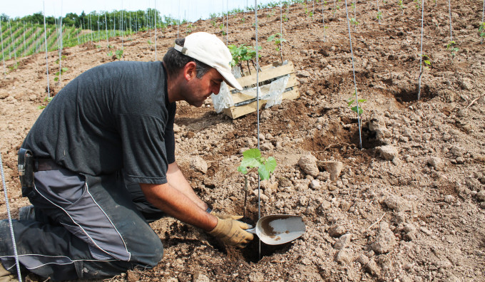 Durbacher / die Steillagen Spezialisten - Durbacher