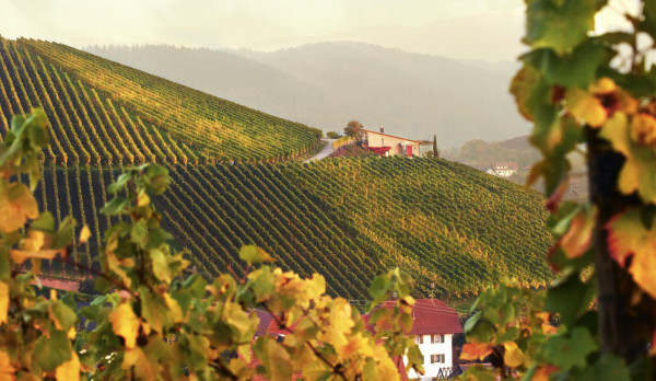 Durbacher / die Steillagen Spezialisten - Durbacher